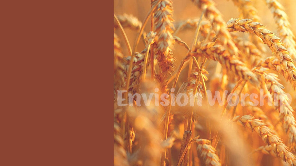 Gorgeous Harvest Wheat Church Slides - Easy to use