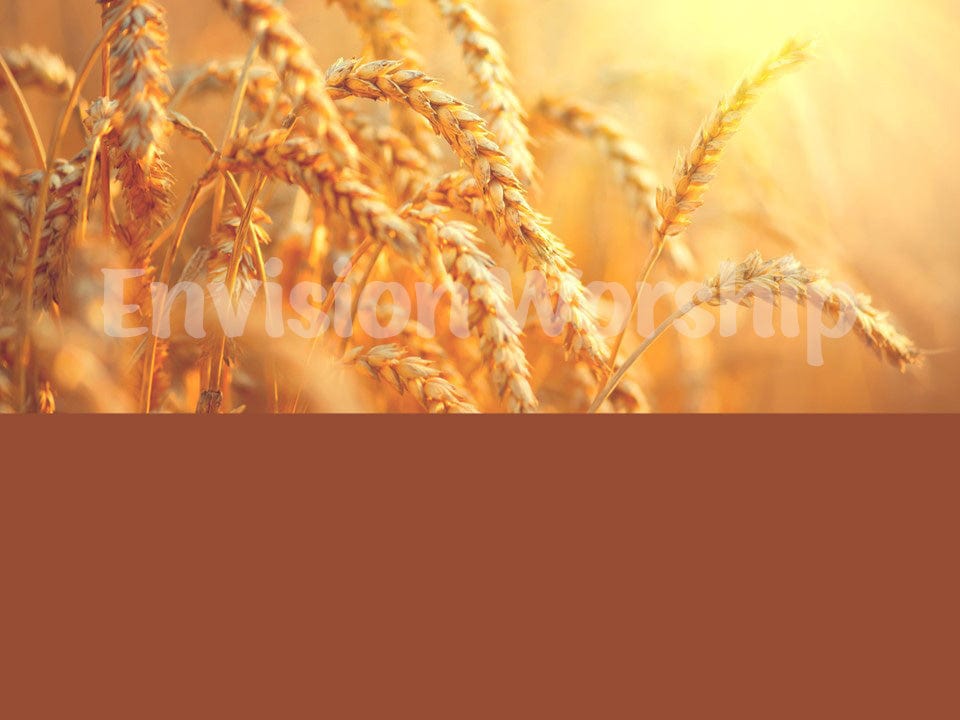 Gorgeous Harvest Wheat Church Slides - Easy to use